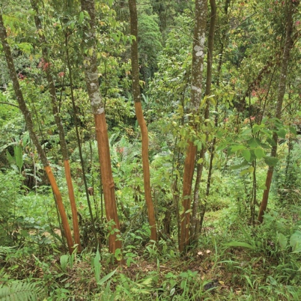 Les 11 bienfaits principaux de la cannelle - Plaisirs bio